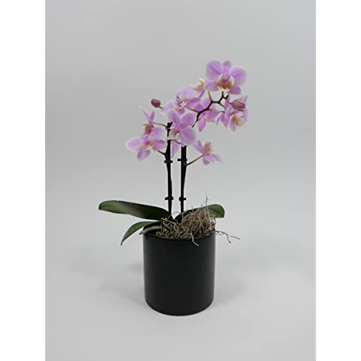 Athena's Garden's 3" Double Spike Phalaenopsis, Pink Blooms and Color-Assorted