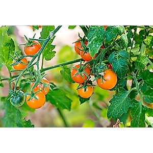 "Gold Nugget" Cherry Tomato Seeds for Planting, 25+ Heirloom Seeds Per Packet, (Isla's Garden Seeds), Non GMO Seeds, Botanical Name: Solanum lycopersicum 'Gold Nugget', Great Home Garden Gift