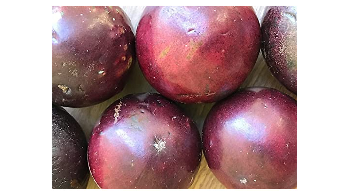 Caimito Purple Star Apple Seedling Tree - Tropical Fruit Plant