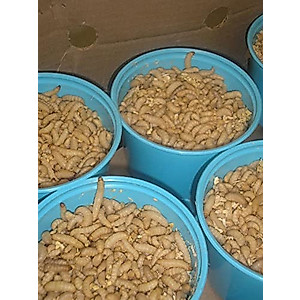 BITE ME WAXWORMS Wholesale 250 Live Waxworms/Bee Moths Wholesale Best Bait for Fishing, Reptile Food, Zoos and Rehabs