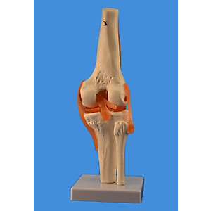 Wellden Product Anatomical Human Knee Joint Model, w/Ligaments, Functional, Life Size