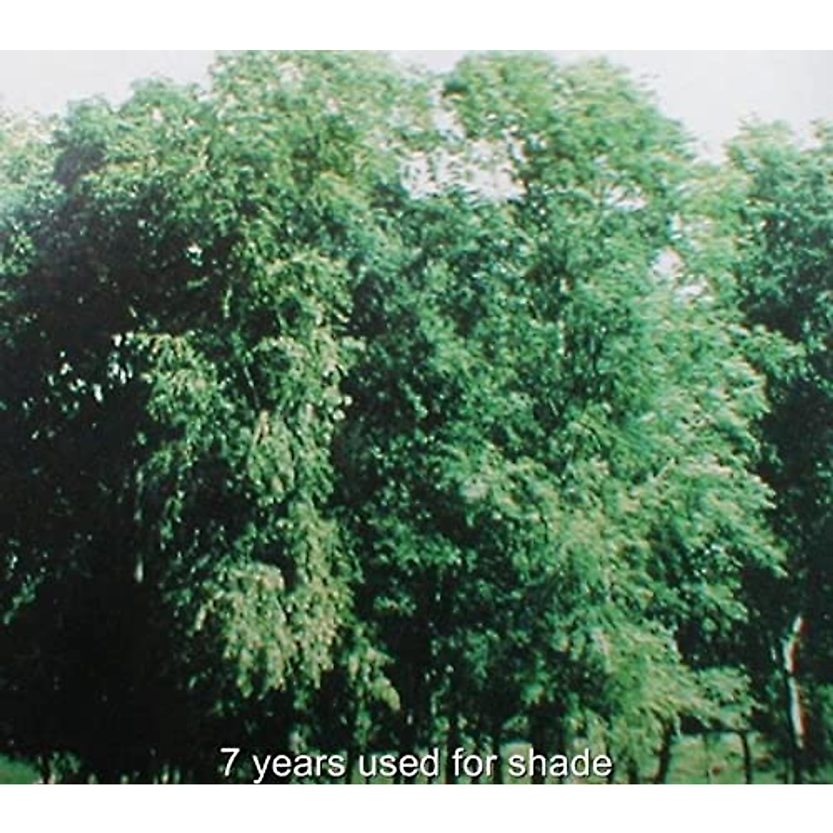 24 Hybrid Willow Trees. Austree Grows 12 Foot 1st Season. Create Instant Privacy Fence Hedge
