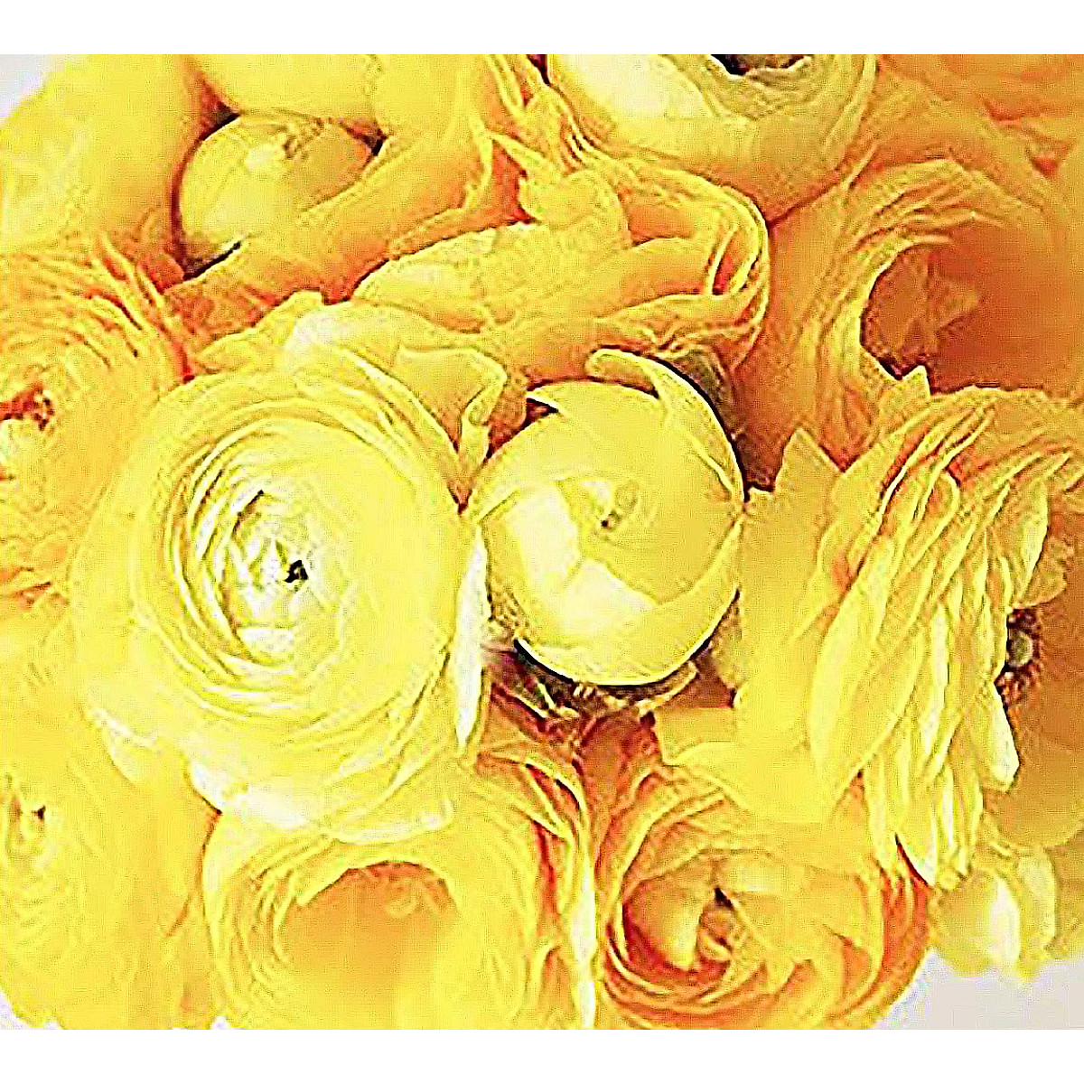 Mixed Peony Ranunculus -12 Largest Size Corms Bulbs