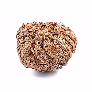 Yerbero - Jumbo Rose of Jericho Dried Flower 3.5'' - 6'' | Selaginella Lepidophylla | Resurrection Plant | Jumbo Size Dried Rose | Abundance, Prosperity, Sacred Rose, Doradilla Plant | 3.5'' - 6''