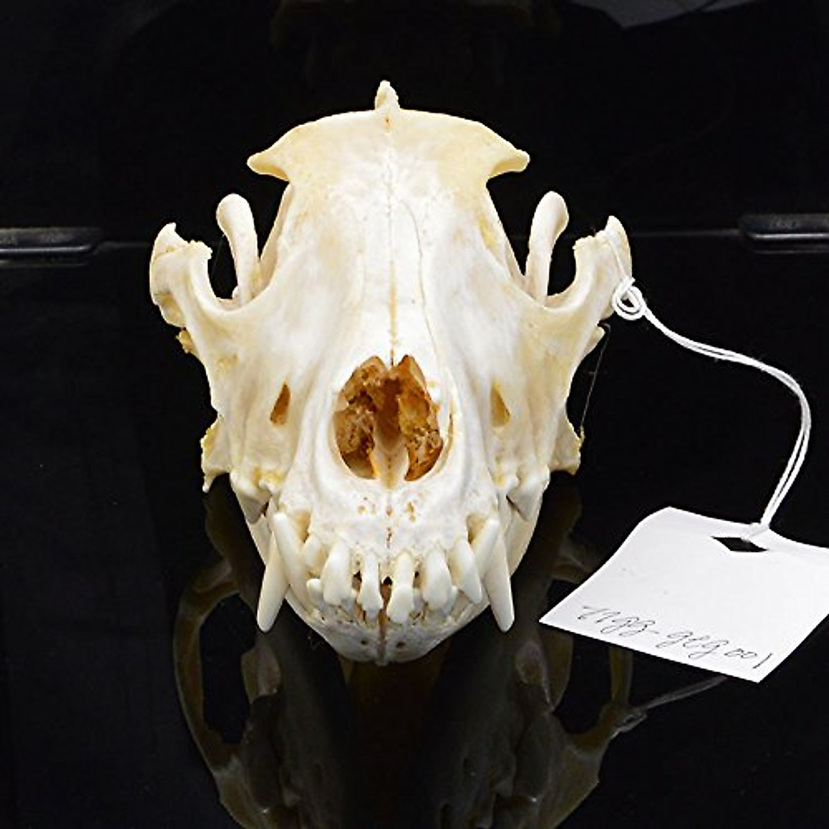 Hot Dog Skull Taxidermy Supplies Art Bone Vet Medicine 1:1