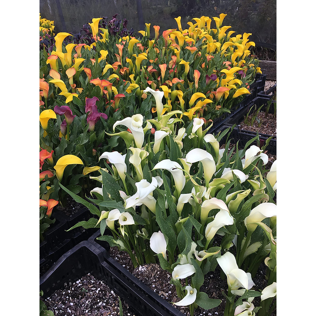 Hybrid Calla Lilies Mixed Value Pack - 5 Bulbs/pkg - Bright Colors Red, Orange, Yellow, Pink