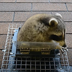 Artowell Raccoon One Way Eviction Door - The Raccoon Trap Contactless Excluder, Raccoon Repellent Perfect for Outdoor Spaces Like Attics, Chimneys & Under Decks. Fast Results, Easy DIY Installation