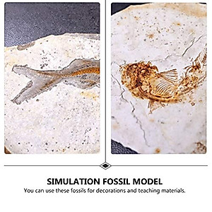 Scicalife Paleontology Fish Fossil Specimen Stone Ornaments for Basic Paleontology Biological Science Education Laboratory Supply(Random Size)