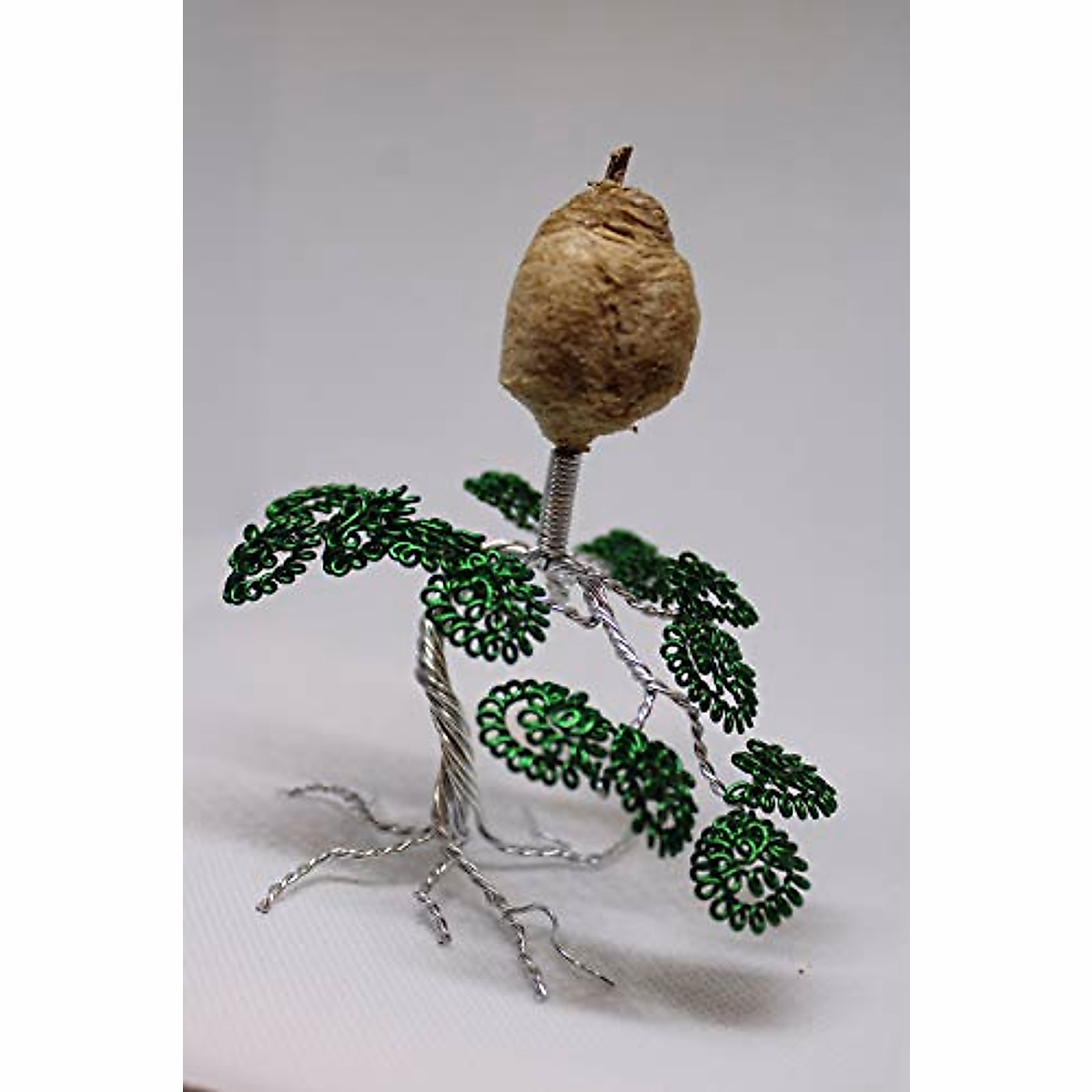 TruBlu Supply Live Chinese Ootheca Praying Mantis Egg Case + Crystal Clear Hatching Habitat Incubator Kit (Bonsai Tree),Mixed