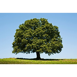 White Oak Tree Seeds for Planting | 5 Big Healthy Seeds | White Oak is Prized for Attractive Look and Wood