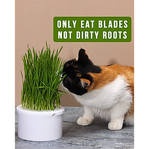 BENPIN 2Pcs Hydroponic Cat Grass Planter (no Seeds Included), Soil Free, No Dirt No Mess No Smell, Anti Digging Design, Easy to Plant Cat Grass Kit, Cat Grass for Indoor Cats Pets (Matte White)