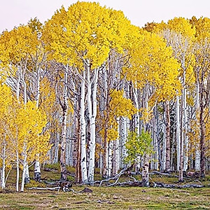 QAUZUY GARDEN White Paper Birch Tree Seeds (Betula papyrifera) 50+Seeds Canoe Birch Seeds Stunning Fall Color Tree Hardy Fast-Growing Low-Maintenance