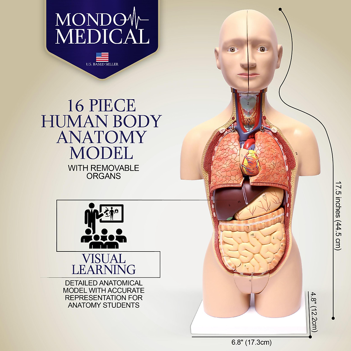 MonMed Human Torso Model – 17in Human Body Model Anatomy Doll with Removable Organs 3D Human Organ Model