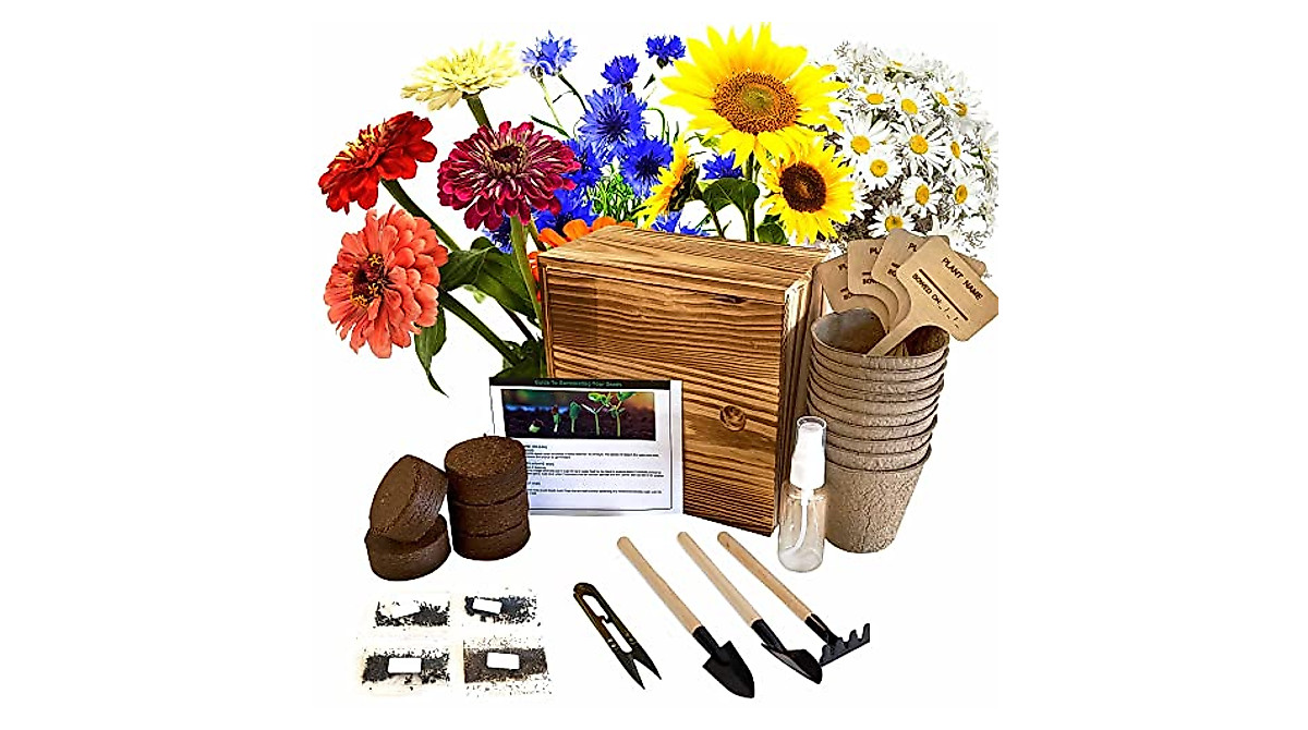 Indoor Daisy Garden Starter Kit - Grow Beautiful Edible Flowers Indoors