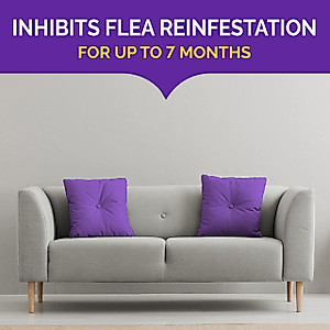 Hot Shot Bed Bug & Flea Fogger Pack 3-Pack, Kills Bed Bugs and Fleas Indoors, Get Rid of Fleas In House, Inhibits Reinfestation Up to 7 Months