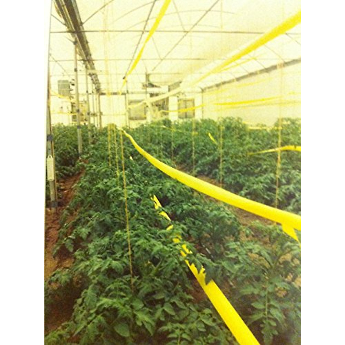 Olson Garden Guard Yellow 2" Wide by 100ft. Sticky Fly Ribbon Safe Non-Toxic