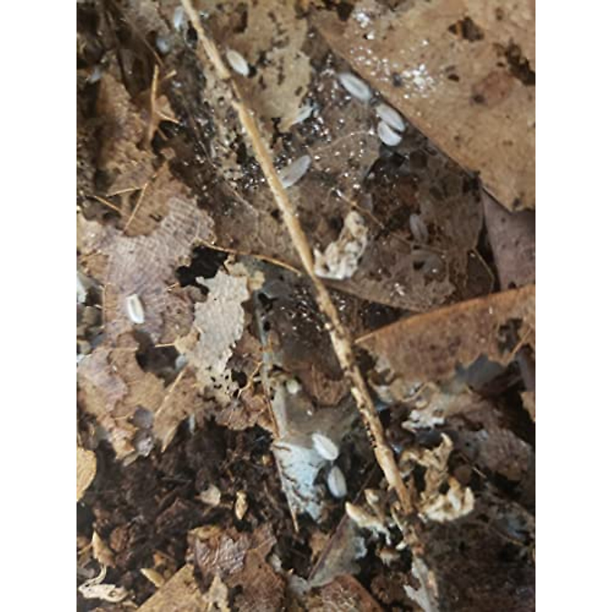 20+ Dwarf White Isopods, Micropods, Clean Up Crew, Trichorhina Tomentosa