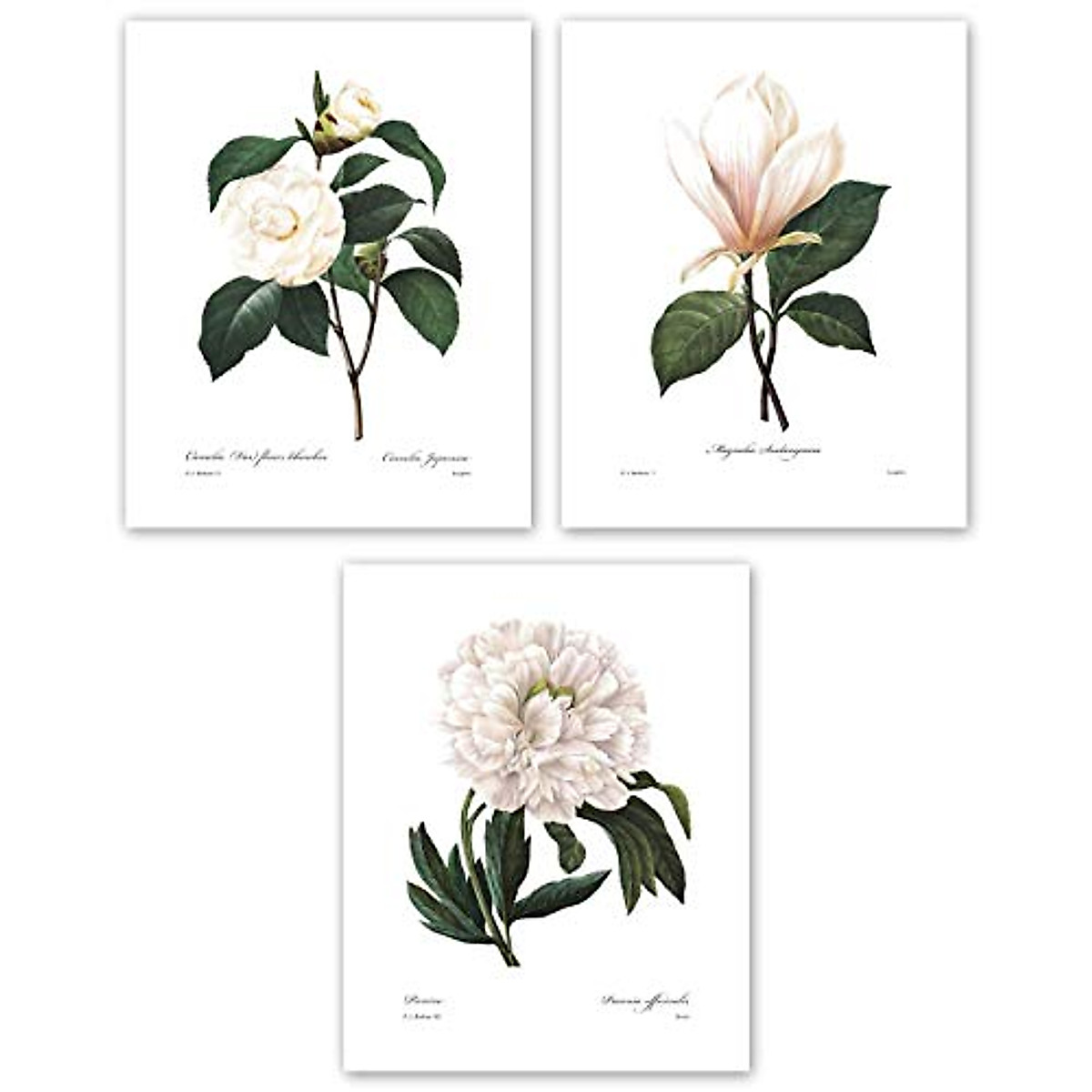 White Flower Art - 8x10 Inch French Botanical Prints, Redoute Illustrations, Set of 3 - Unframed