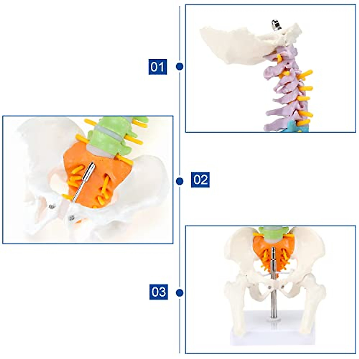 ASINTOD Human Spine Anatomy Model, 15.5" Color Human Spine Model, Anatomical Human Spine Model with Spinal Nerves, Intervertebral Discs, Pelvis, Femur with Display Stand for Display, Teaching