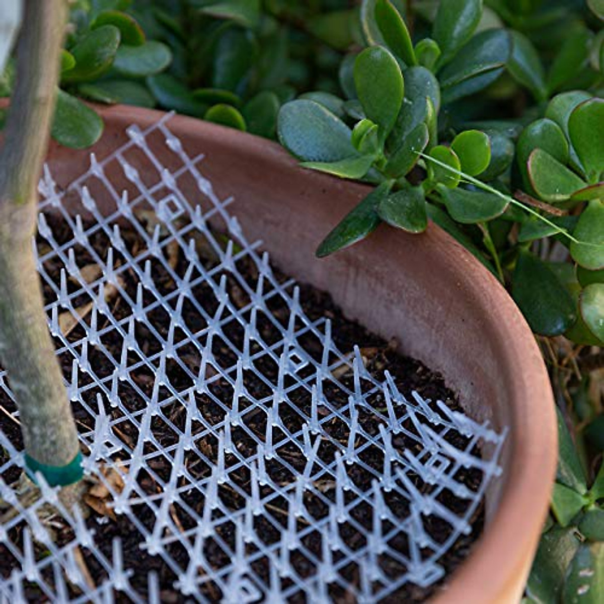 Ultragica Cat Scat Roll - Dog Scat Roll - Plastic Pet Training Mat - 6.5 feet - Keep Dogs Off Couch - Cat Spike Mat - Cat Deterrent- Cat Off Couch- Pet Off Couch- Pet Off Furniture