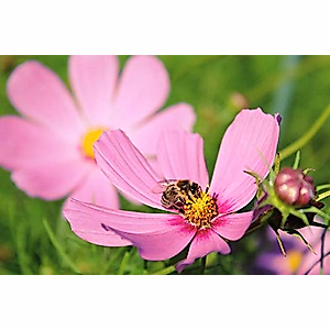 "Dwarf Pink" Cosmos Flower Seeds for Planting, 750+ Flower Seeds Per Packet, (Isla's Garden Seeds), Non GMO & Heirloom Seeds, Scientific Name: Cosmos bipinnatus