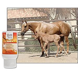 UltraCruz - sc-516109 Veterinary Liniment Gel for Horses, 3 oz