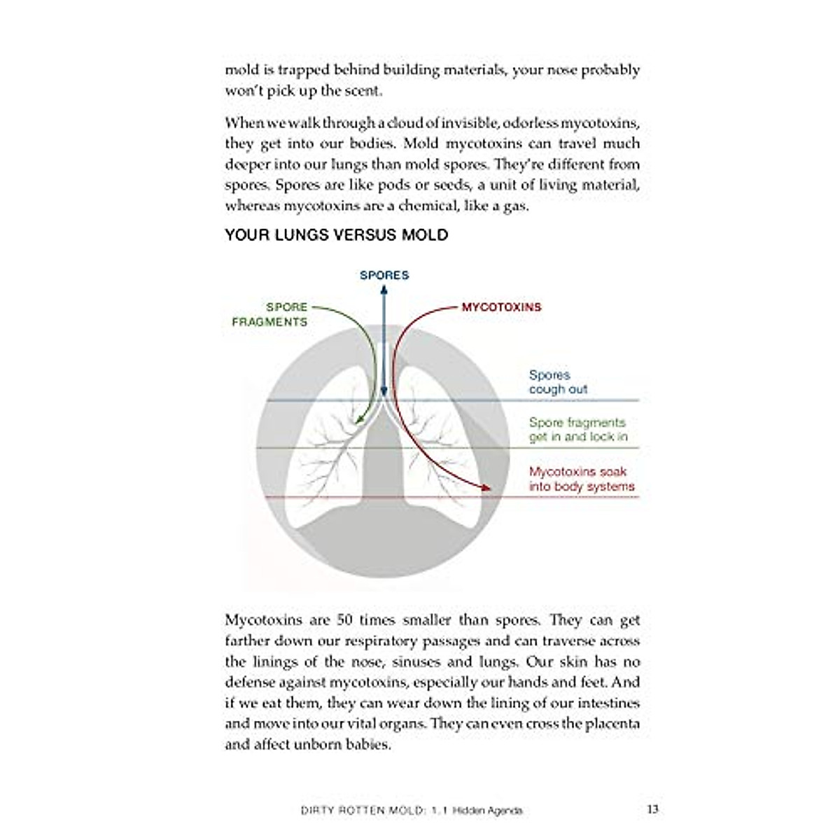 Break the Mold: 5 Tools to Conquer Mold and Take Back Your Health