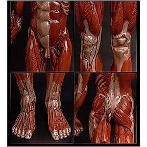 Anatomy Model 23.6 Inch Male Anatomy Figure - Human Muscle Skeleton Painting Model Human Anatomical Muscle Bone Ecorche and Skin Model Reference for Artist