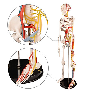 Ultrassist Human Anatomical Skeleton Model, 34" Half Life Size Human Skeleton Replica with The Heart, Spinal and Peripheral Nerves, Veins and Arteries, Vascular Human Skeleton for Human System Study