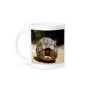 3dRose Land Turtle Shell Young Spur-Thighed Tortoise Hiding In Carapace Ceramic Mug, 11 oz, White