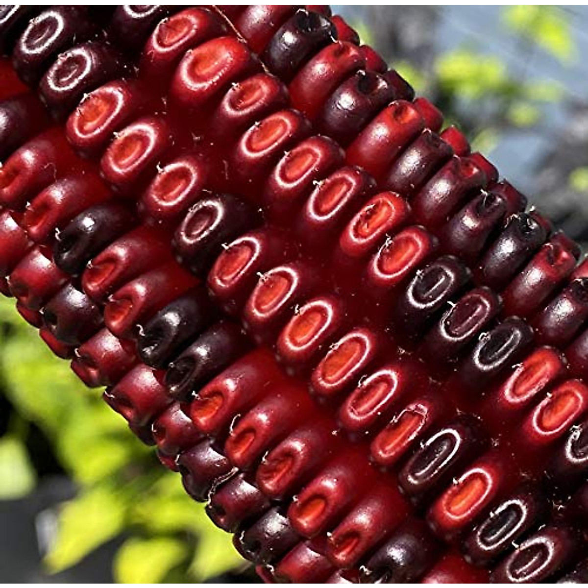 Jimmy Red Corn Famous Bootlegger Moonshine Grits Hominy Masa Corn Heirloom Premium Seed Packet + More