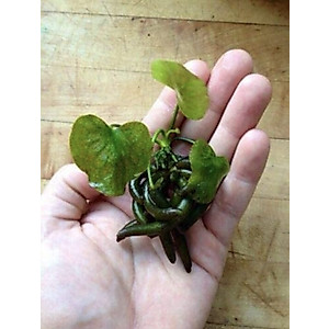 Marcus Fish Tanks 2 Banana Plants (Nymphoides Aquatica) Live Aquarium Plants - Buy 2 Get 1