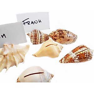 Set of 50 Genuine Seashell Place Card Holders Beach Wedding Favor Nautical Party Decor Sea Shell Table Sets