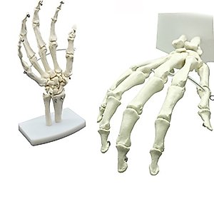 MAYMII High Quality PVC Human Hand Skeleton Medical Anatomical Model on Base Stand, Life Size, Articulated