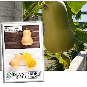 Waltham Butternut Winter Squash Seeds for Planting, 50+ Heirloom Seeds Per Packet, (Isla's Garden Seeds), Non GMO Seeds, Botanical Name: Cucurbita moschata,