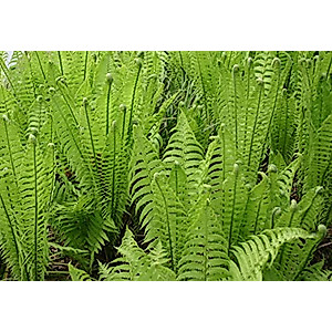 05 Ostrich Fern Bare Root Ground Cover for Planting Planting Growing Outdoor Indoor Perennial Ornaments Can Grow Pots Gift Garden
