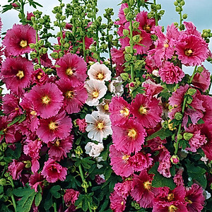400+ Mix Hollyhock Seeds for Planting (Alcea Rosea) Multicolored Double Hollyhock