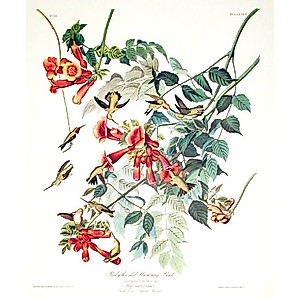 Ruby-throated Humming Bird. From"The Birds of America" (Amsterdam Edition)