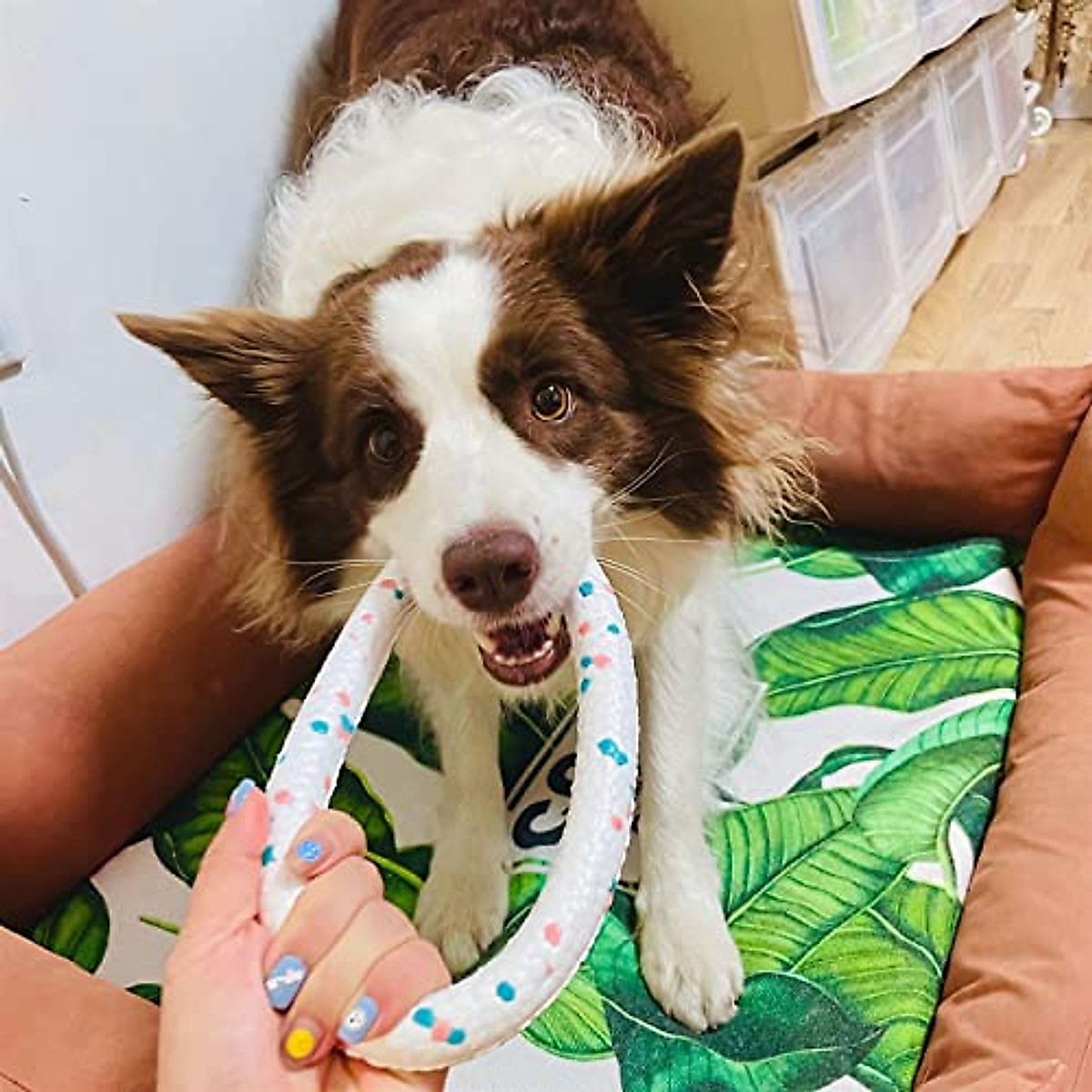 QBIYA Dog Toy Fly Ring, Dog Chew Toys, Dog Ring Toy, Tug of War Dog Toy, Dog Training Ring Fitness Tool, Fun Dog Toys, Interactive Travel Pet Toys, for Small/Medium Dog Training Ring