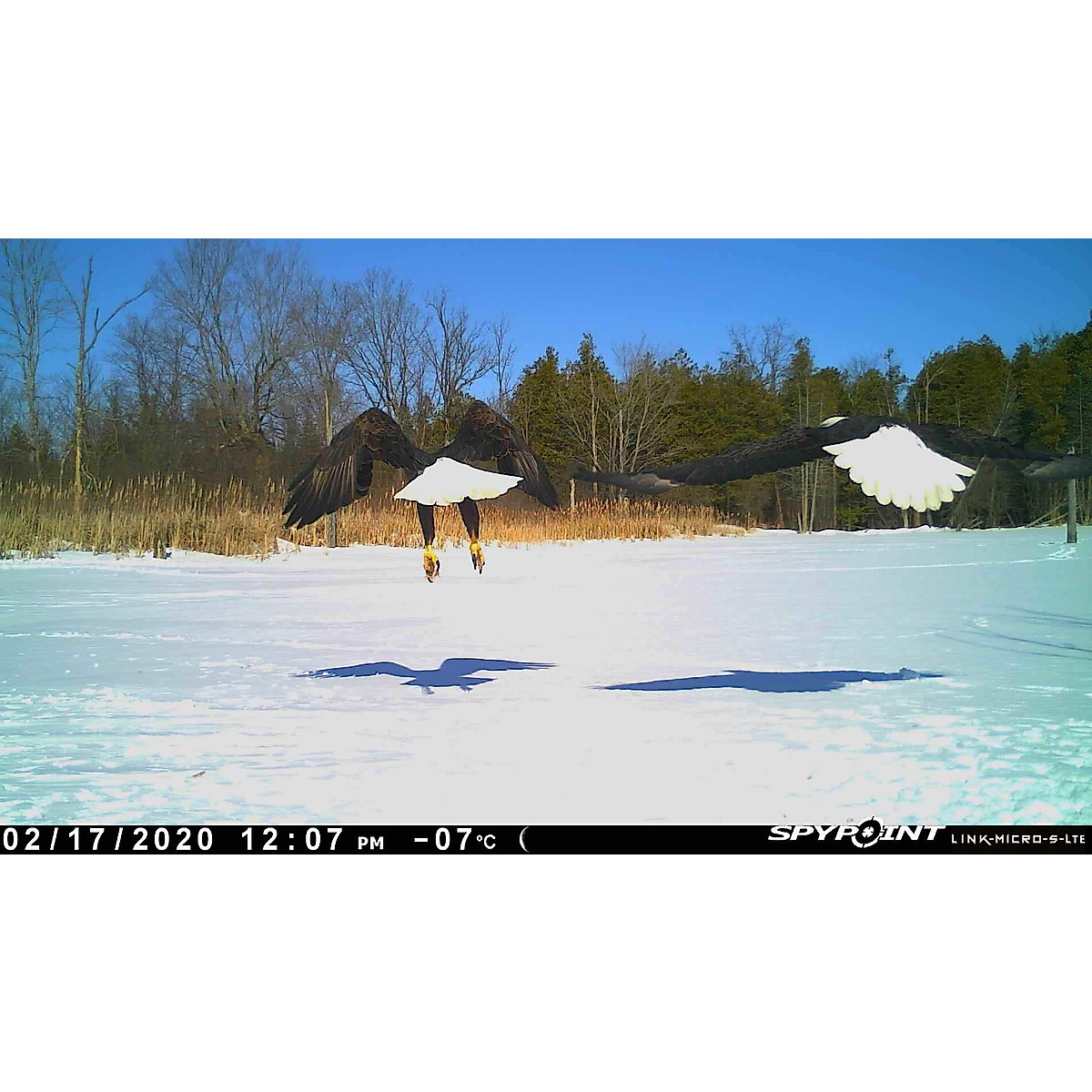 SPYPOINT Link-Micro-S-LTE Solar Cellular Trail Camera with LIT-10 Battery, Micro SD Card, Card Reader, and Mount (Link-Micro-S-LTE-V)