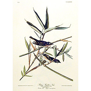 Solitary Flycatcher or Vireo. From"The Birds of America" (Amsterdam Edition)