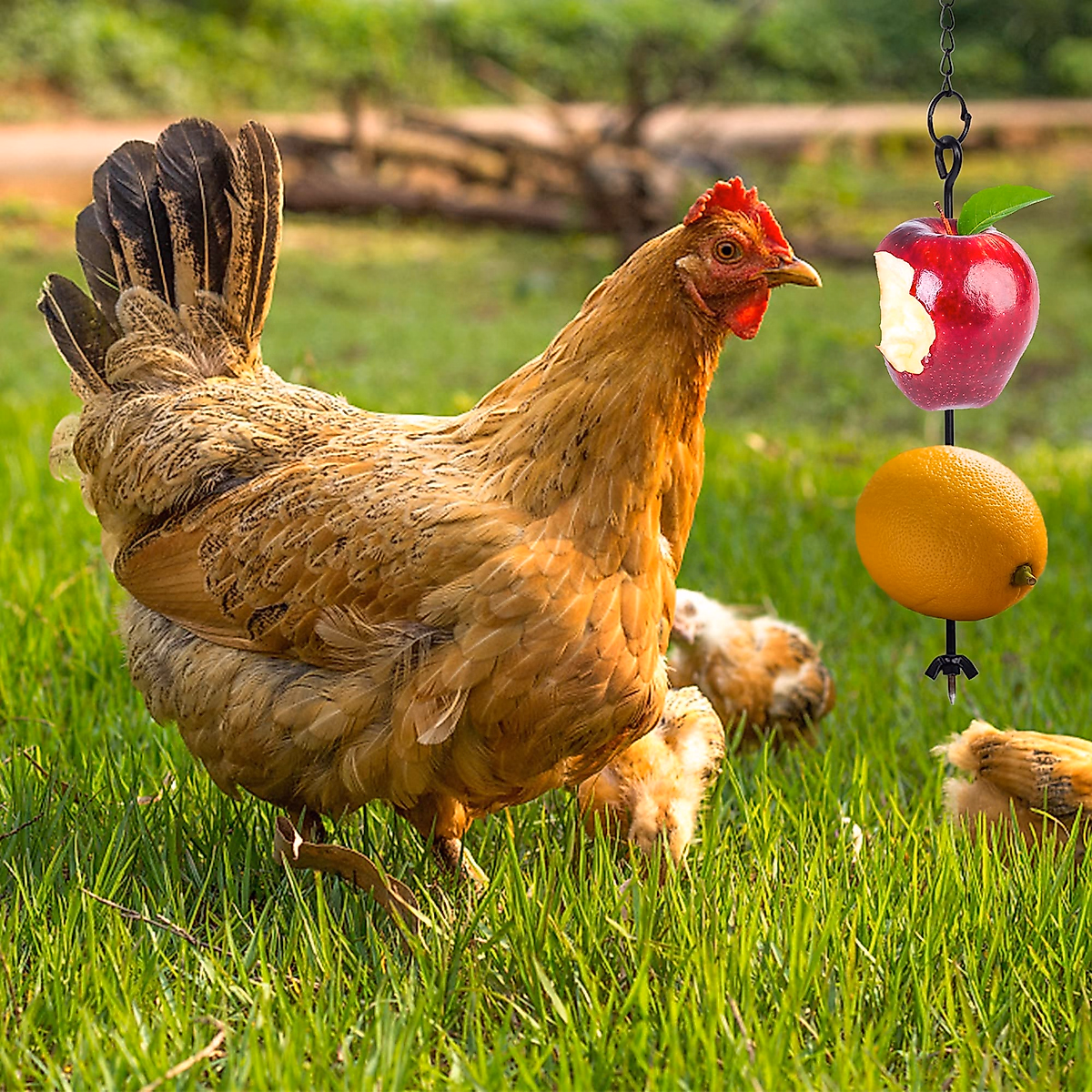 winemana 3PCS Chicken Veggies Skewer Fruit Holder for Hens Pet Chick, Coop Accessories Vegetable Hanging Feeder, Foraging Toy for Large Birds