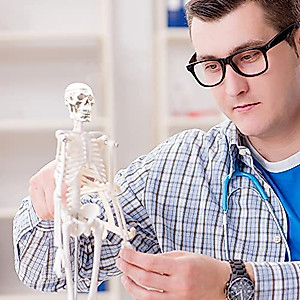 Aliwovo Skeleton Model Anatomy Mini Human Anatomical Skeleton Medical Education Study 17.7&quot;Model with Colorful Manual and Exquisite Packaging