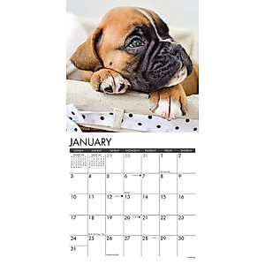Just Boxer Puppies 2021 Wall Calendar (Dog Breed Calendar)