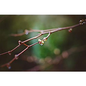 Raindrop on Branch, Limited Edition 1, Photo 4 of 4 - Framed Office Art- Inspirational 24x30-with 20x24-mat