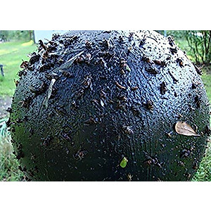 Bug Ball 3 Pack Deluxe Kit Complete- Odorless Eco-Friendly Biting Fly and Insect Killer with NO Pesticides or Electricity Needed, Kid and Pet Safe