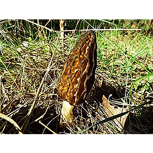 100pcs Seeds Morel Black Mushroom Mycelium Spawn Grow Bonsai Dried Spores for Planting Non GMO