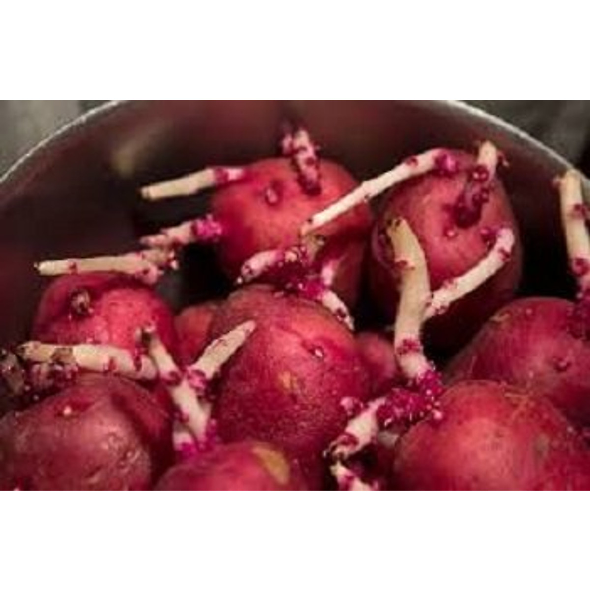 Simply Seed™ - 5 LBS - Red Norland Potato Seed - Non GMO - Naturally Grown - Order Now for Spring Planting
