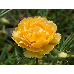 Moss Rose Seeds for Planting Outdoors, Pack of 10000 Portulaca Grandiflora Flower Seeds for Planting