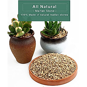 Succulent Cactus Gold Maifanitum Stone 6lb Small Decorative Gravel DIY Rock Indoor Houseplants Pebbles Soil Additive Potting Gritty for Bonsai, Fairy Gardening, Vases Fillers, Terrarium, Top Dressing